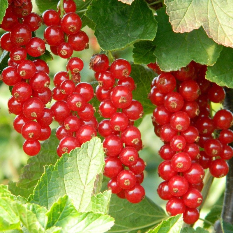 Biologische Rode Bes 'Rovada' BIO kopen? | Biologischemoestuin.nl